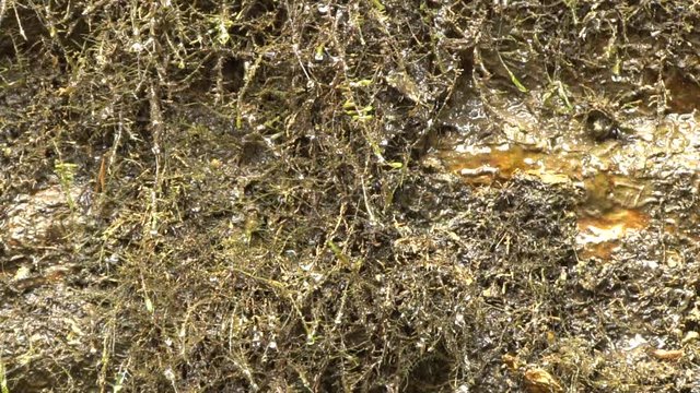 Imagens de Andreaeopsida – Explore Fotografias do Stock, Vetores e ...