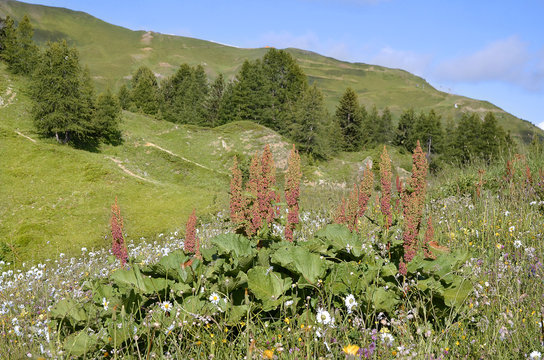 Alpenampfer-Bilder: Stock-Fotos & -Videos. | Adobe Stock