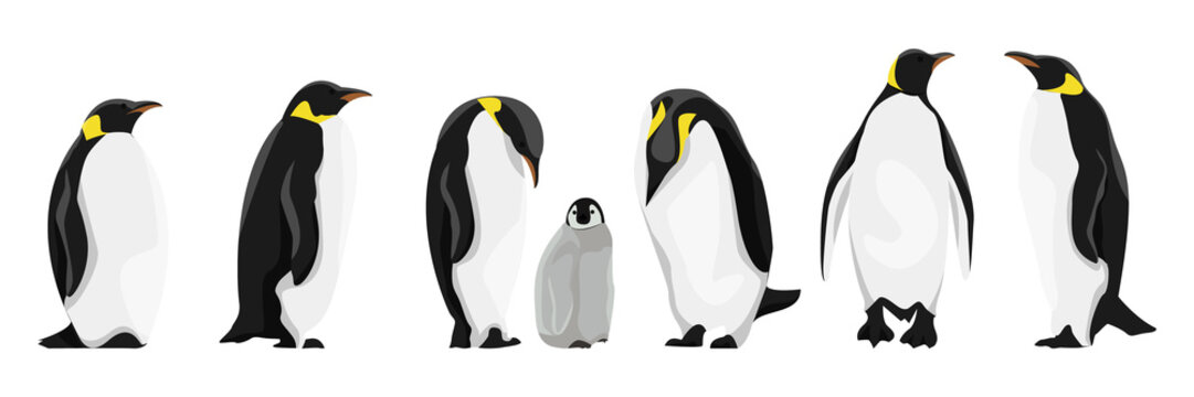 King Penguin Clip Art