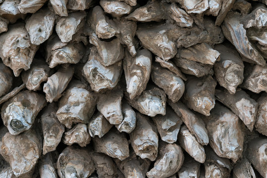 Oyster Shell Texture Bilder – Durchsuchen 8,795 Archivfotos ...