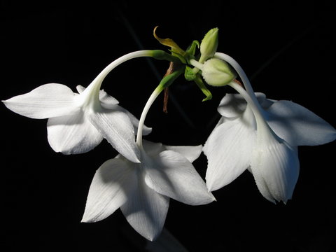 "Amazon Lily" Images – Browse 355 Stock Photos, Vectors, and Video ...