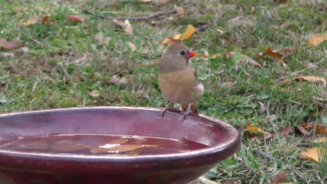 "Female Cardinal" Images – Browse 405 Stock Photos, Vectors, and Video ...
