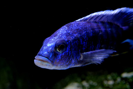 Hongi Images – Browse 57 Stock Photos, Vectors, and Video | Adobe Stock