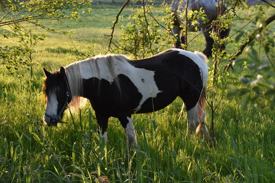 「Schecke」の写真素材 | 2,457件の無料イラスト画像 | Adobe Stock