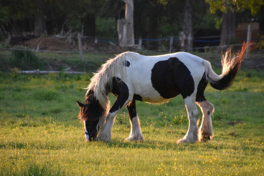 Schecke bilder – Bläddra bland 2,310 stockfoton, vektorer och videor ...