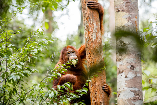 Orangutanes Images – Browse 212 Stock Photos, Vectors, and Video ...