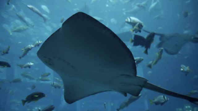 Imágenes de Cramp-Fish: descubre bancos de fotos, ilustraciones ...