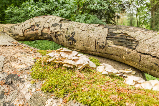 รูปภาพCrepidotus – เลือกดูภาพถ่ายสต็อก เวกเตอร์ และวิดีโอ109 | Adobe Stock