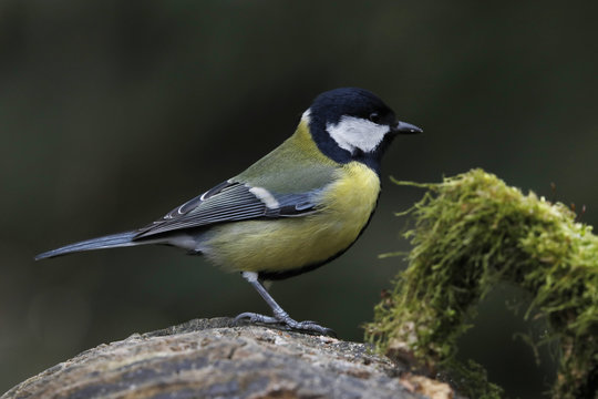 รูปภาพMeise – เลือกดูภาพถ่ายสต็อก เวกเตอร์ และวิดีโอ13,258 | Adobe Stock