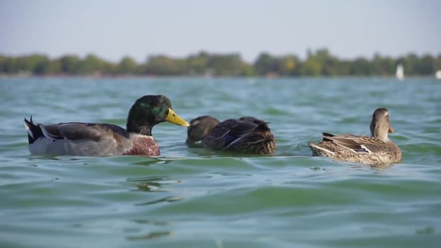 Lockal Images – Browse 32 Stock Photos, Vectors, and Video | Adobe Stock