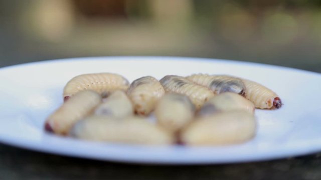 รูปภาพGrubs – เลือกดูภาพถ่ายสต็อก เวกเตอร์ และวิดีโอ19,030 | Adobe Stock