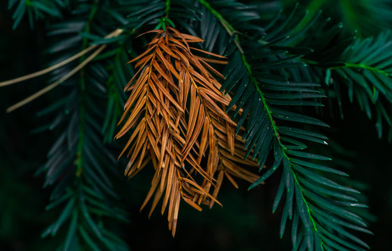 รูปภาพNadelbaum – เลือกดูภาพถ่ายสต็อก เวกเตอร์ และวิดีโอ24,605 | Adobe ...