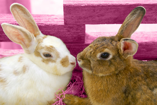 รูปภาพRabitt – เลือกดูภาพถ่ายสต็อก เวกเตอร์ และวิดีโอ182 | Adobe Stock