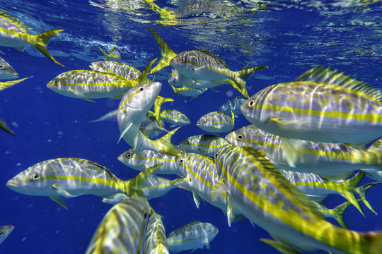 Yellowtail Images – Browse 61 Stock Photos, Vectors, and Video | Adobe ...