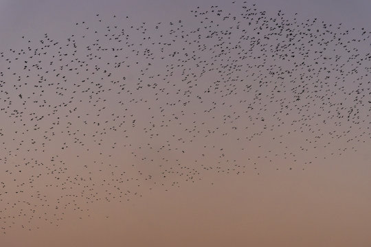 Murmuration Bilder – Durchsuchen 12,574 Archivfotos, Vektorgrafiken und ...