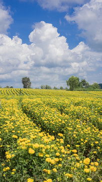 Marigold Field Images – Browse 50,408 Stock Photos, Vectors, and Video ...