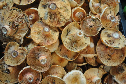 Rydze Images – Browse 94 Stock Photos, Vectors, and Video | Adobe Stock