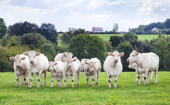 Bovini 이미지 – 찾아보기 40,098 스톡 사진, 벡터 및 비디오 | Adobe Stock
