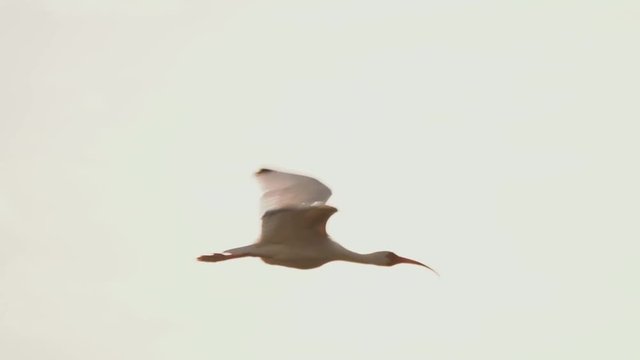 Ibis Flying Images – Browse 24,358 Stock Photos, Vectors, and Video ...