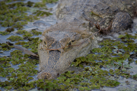 Babilla Images – Browse 71 Stock Photos, Vectors, and Video | Adobe Stock