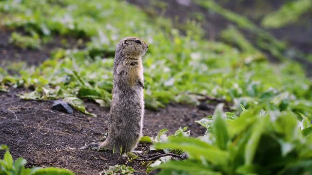 Imagens de Gopher – Explore Fotografias do Stock, Vetores e Vídeos de ...