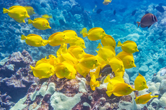 "Yellow Fish" Images – Browse 1,465 Stock Photos, Vectors, and Video ...