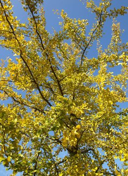 Ginkgoopsida Images – Browse 62 Stock Photos, Vectors, and Video ...