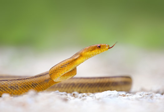 "Chicken Snake" Bilder – Durchsuchen 322 Archivfotos, Vektorgrafiken ...