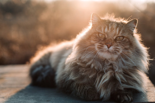 Fluffy Images – Browse 2,275,939 Stock Photos, Vectors, and Video ...