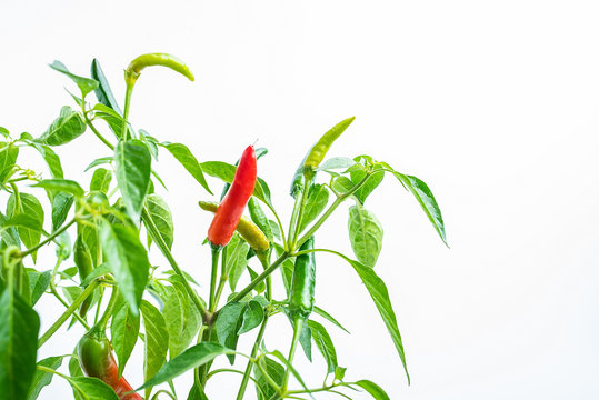 "Small Pepper" Images – Browse 331 Stock Photos, Vectors, and Video ...