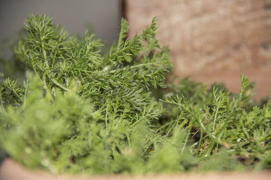 Plantinha Images – Browse 64 Stock Photos, Vectors, and Video | Adobe Stock