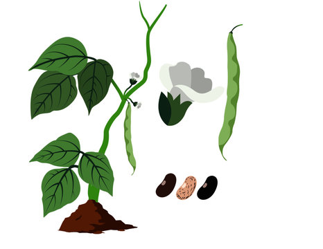 LAS 63 MEJORES IMÁGENES, FOTOS DE ARCHIVO Y VECTORES DE Ejote | Adobe Stock