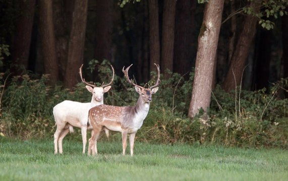 Damhirsche bilder – Bläddra bland 388 stockfoton, vektorer och videor ...