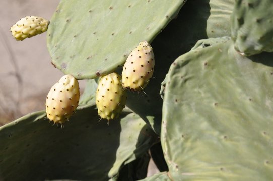 รูปภาพKaktusfrucht – เลือกดูภาพถ่ายสต็อก เวกเตอร์ และวิดีโอ535 | Adobe ...