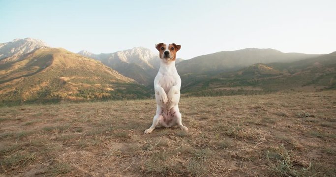 "Jack Russel" Images – Browse 20,070 Stock Photos, Vectors, and Video ...