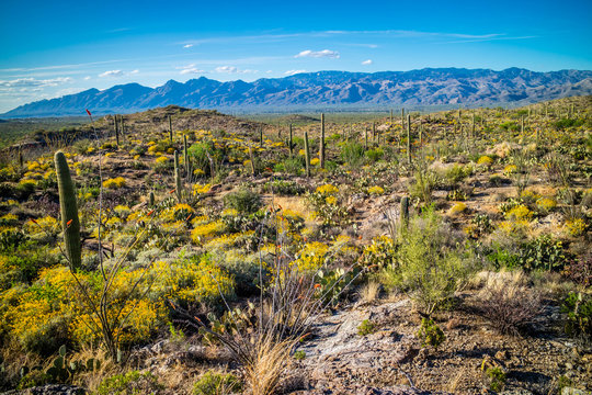 1,382 BEST Tucson Az IMAGES, STOCK PHOTOS & VECTORS | Adobe Stock