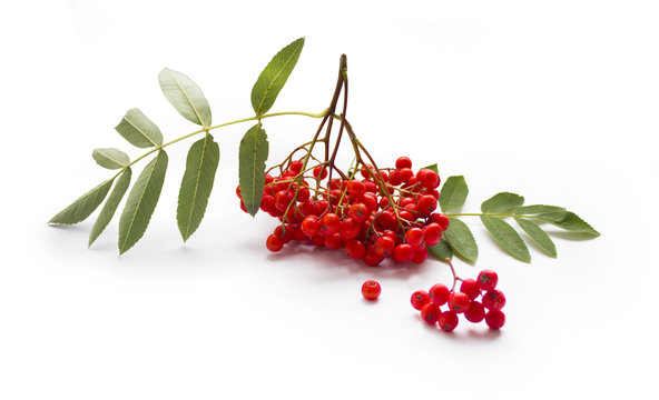 รูปภาพRowan-Berry – เลือกดูภาพถ่ายสต็อก เวกเตอร์ และวิดีโอ3,164 | Adobe ...