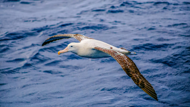 Wandering Albatross Wallpaper