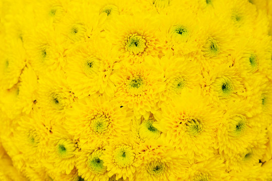 「Yellow Mums」の写真素材 | 266,889件の無料イラスト画像 | Adobe Stock