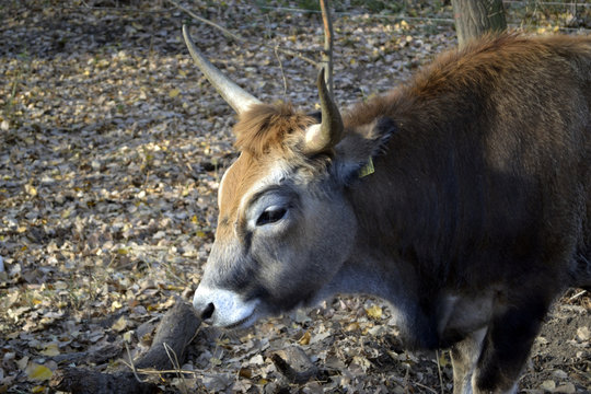 Auerrind Bilder – Durchsuchen 125 Archivfotos, Vektorgrafiken und ...