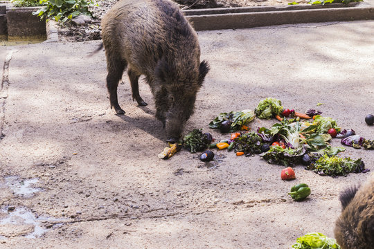 Jabalies Images – Browse 37 Stock Photos, Vectors, and Video | Adobe Stock