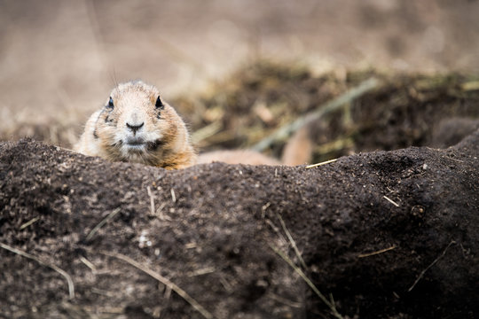 Charvy-foto photos, images, assets | Adobe Stock