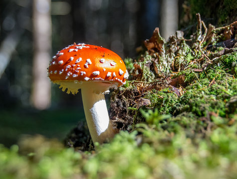 รูปภาพGiftpilz – เลือกดูภาพถ่ายสต็อก เวกเตอร์ และวิดีโอ14,265 | Adobe Stock