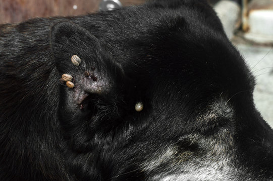 Can Ticks Live In Dogs Ears