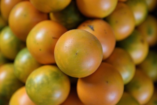 LAS 709 MEJORES IMÁGENES, FOTOS DE ARCHIVO Y VECTORES DE Lulo | Adobe Stock