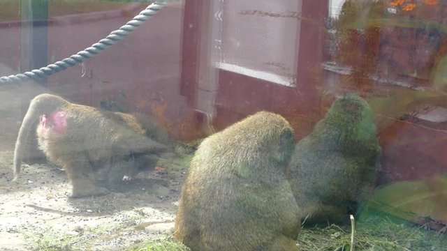 Rotarschpavian Bilder – Durchsuchen 111 Archivfotos, Vektorgrafiken und ...