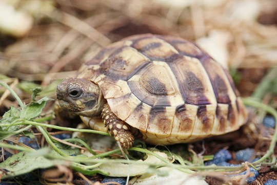 รูปภาพHermann – เลือกดูภาพถ่ายสต็อก เวกเตอร์ และวิดีโอ6,498 | Adobe Stock