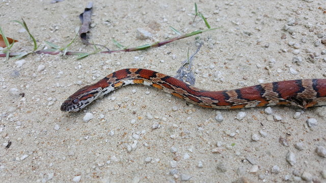 "Red Rat Snake" Images – Browse 4,918 Stock Photos, Vectors, and Video ...