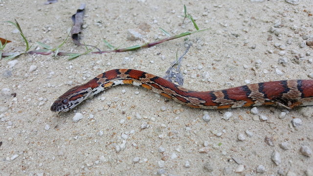 "Red Rat Snake" Images – Browse 3,586 Stock Photos, Vectors, and Video ...