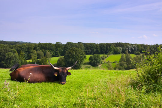 Auerrind-Bilder: Stock-Fotos & -Videos. | Adobe Stock